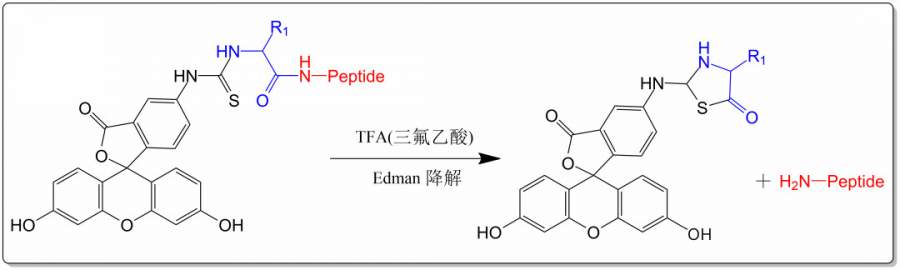 FITC标记多肽N端，为什么要加Linker?-盖德化工问答